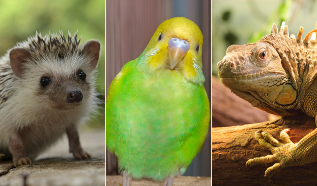Emeraid Critical Care Nutrition for Exotic Animals - VetRxDirect ...