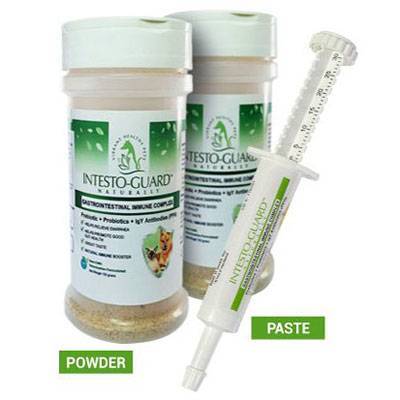 Intesto-Guard for Dogs and Cats - GI Immune Complex | VetRxDirect