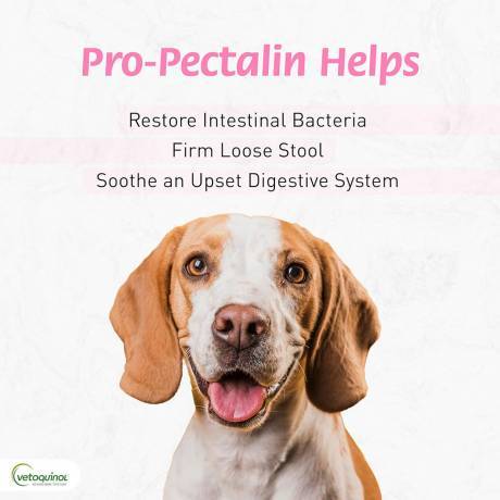 Pro-Pectalin for Dogs and Cats - Anti-Diarrheal | VetRxDirect