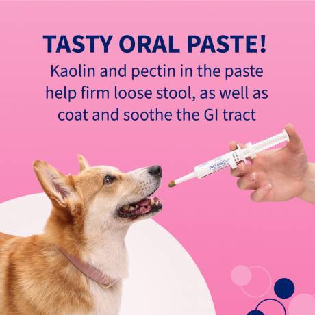 Proviable for Dogs and Cats - KP Paste and DC Capsule | VetRxDirect