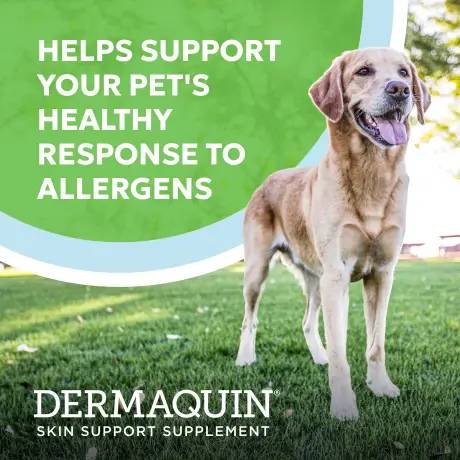 Dermaquin Allergy Support for Dogs and Cats | VetRxDirect