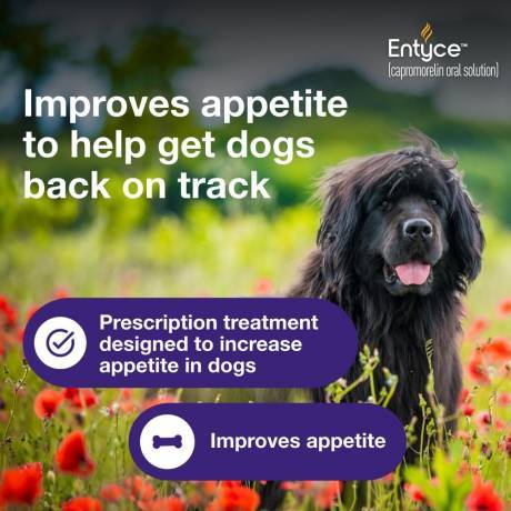 Entyce (capromorelin) - Appetite Stimulant for Dogs | VetRxDirect Pharmacy
