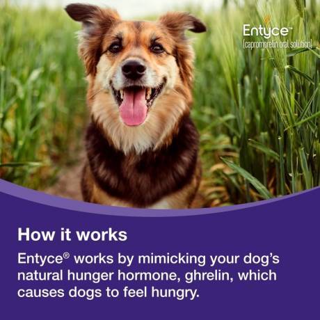 Entyce (capromorelin) - Appetite Stimulant for Dogs | VetRxDirect Pharmacy