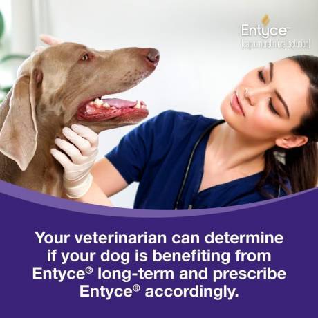 Entyce (capromorelin) - Appetite Stimulant for Dogs | VetRxDirect Pharmacy