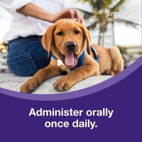 Entyce (capromorelin) - Appetite Stimulant for Dogs | VetRxDirect Pharmacy